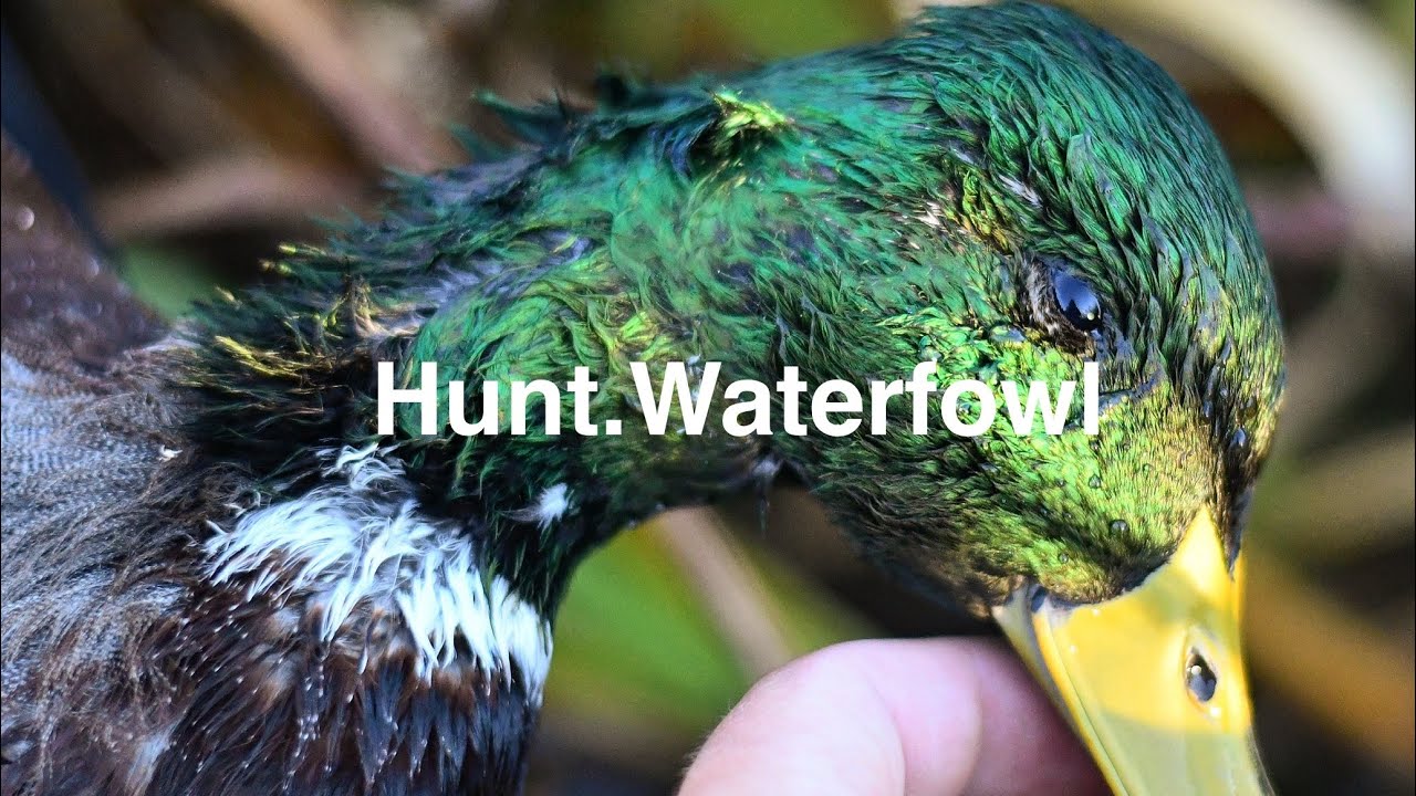 2 part weekend duck hunt! (CA) - YouTube