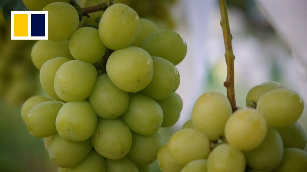 Japan battles to protect its precious grape - YouTube
