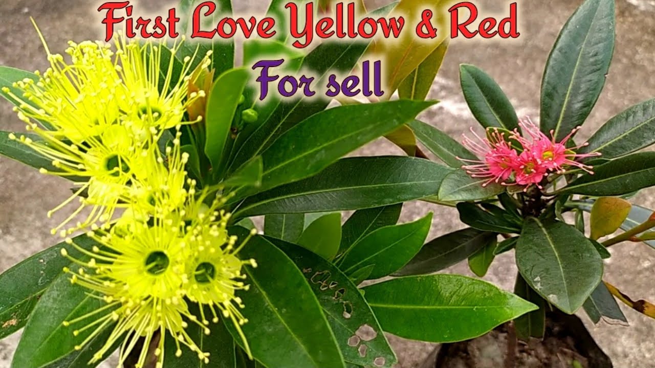 First love plant Yellow & Red, Golden Penda/ Xanthostemon chrysanthus ...