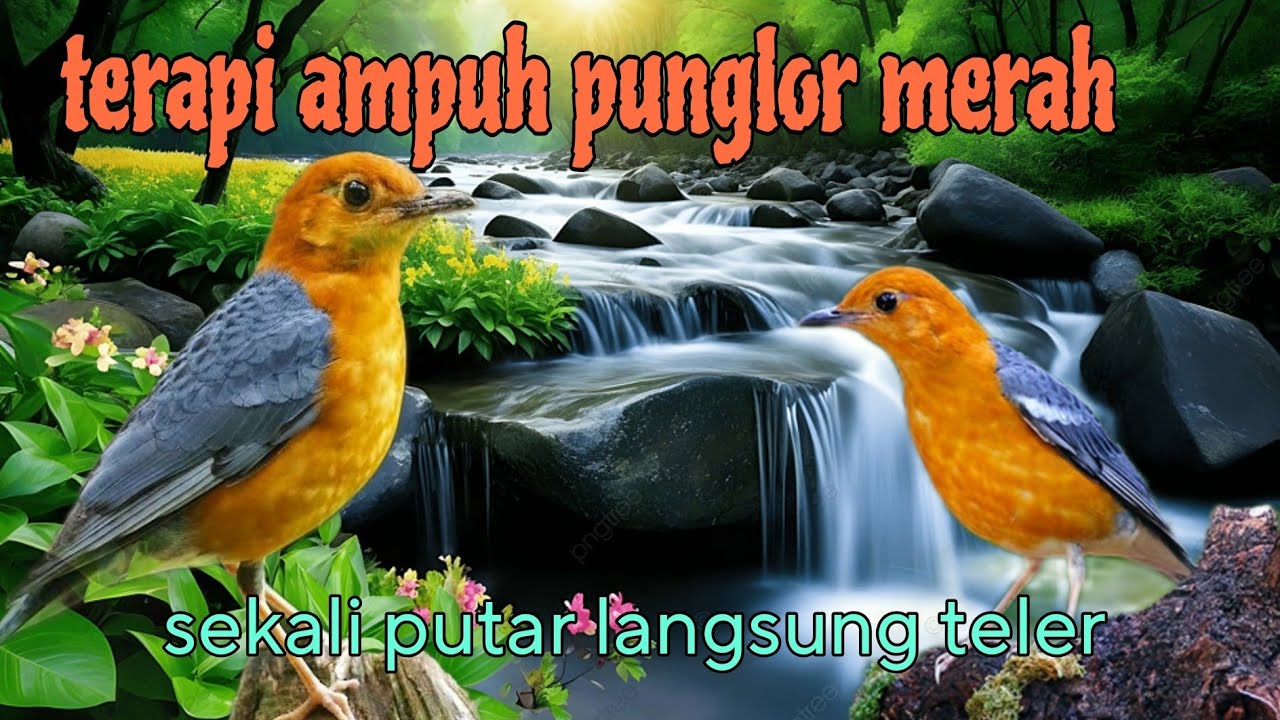 putar sekali punglor merah/Anis kembang langsung gacor - YouTube