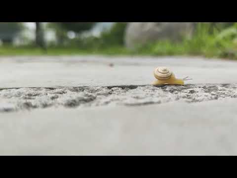 El camino del caracol 🐌🌱