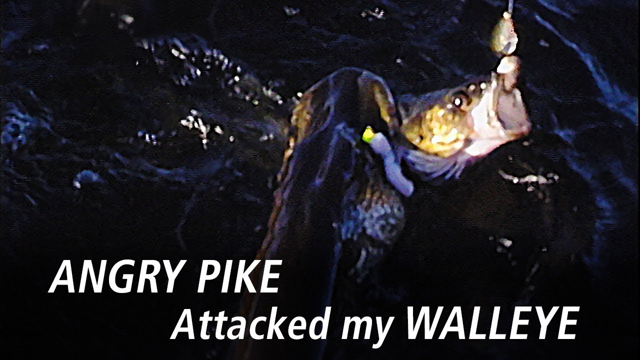 Angry Pike Attacks Walleye | Fish'n Canada Extra - YouTube