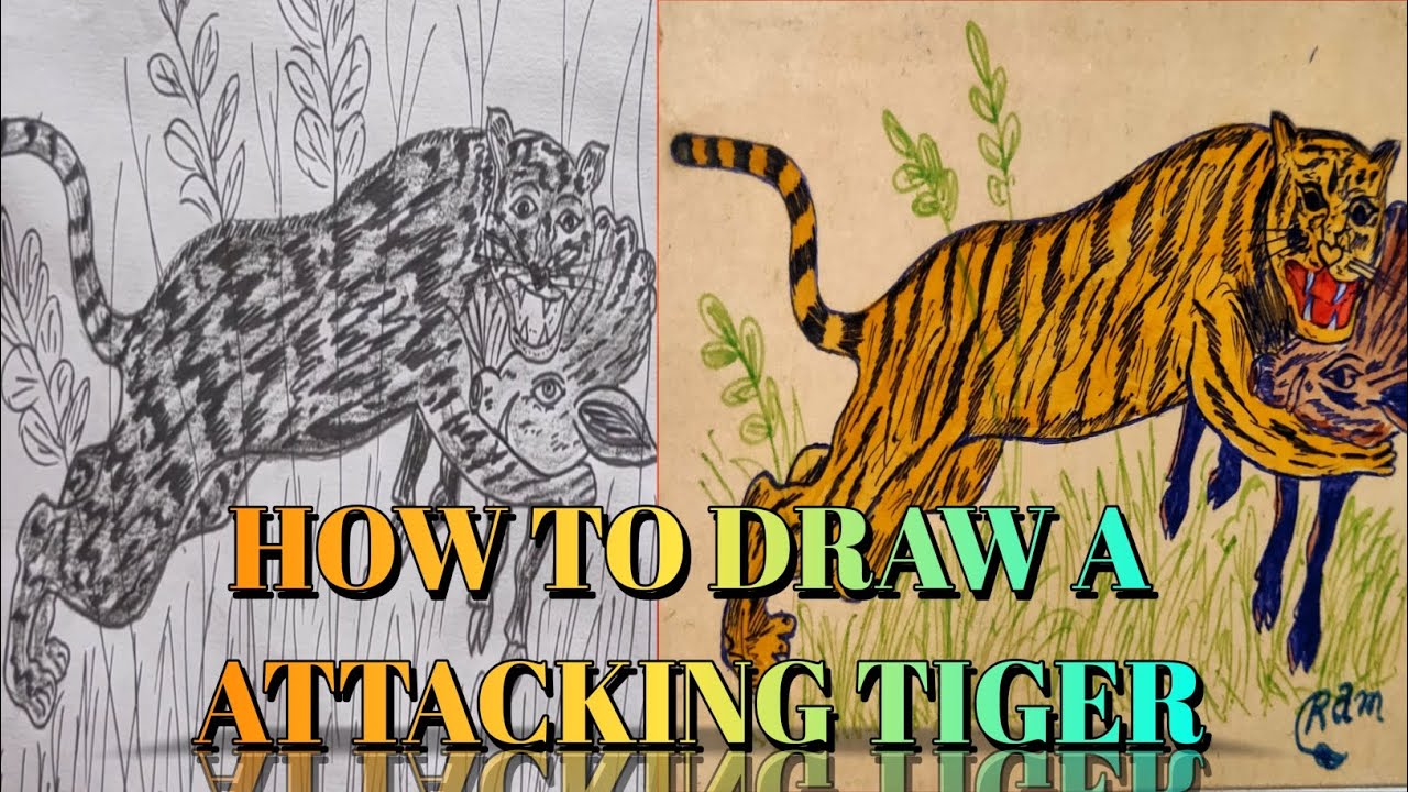 How to draw a attacking Tiger easily || Drawing Tutorial - YouTube