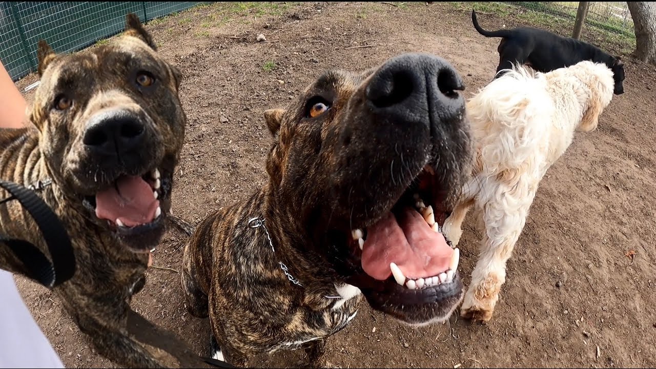 Female Presa With Insane Bite Power Trained While New Cane Corso Female ...