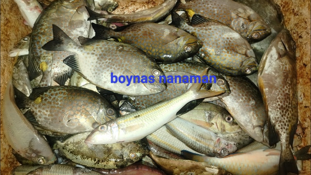 akala ko sero na.. hidi pala.. Night dive spearfishing 🇵🇭 JONE FISHING ...