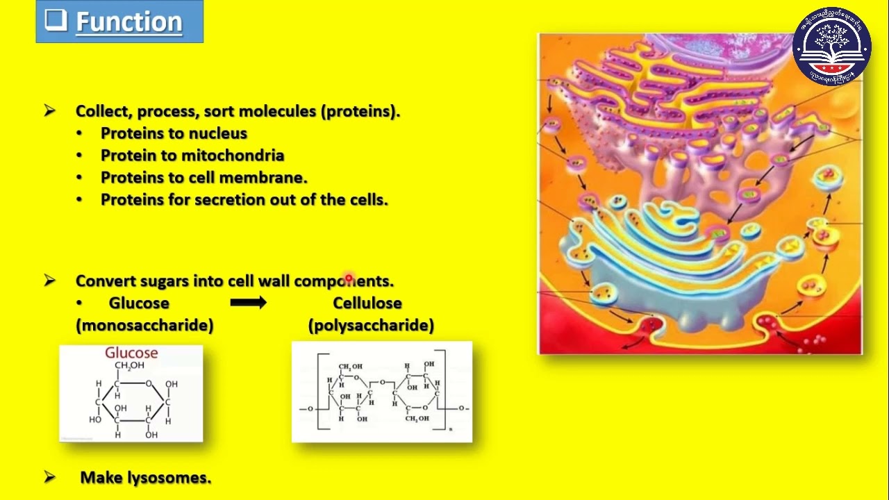 Grade 10 Biology, Chapter - 2, (Part 7) - YouTube