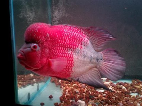 Beautiful Red flowerhorn fish fish Col Han,Fish, head, 1 IN 3 Large ...