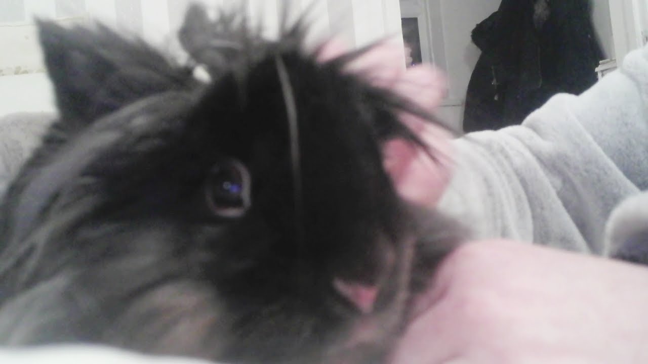 treating rabbit anxiety! /rabbit seizure prevention/alternative seizure ...