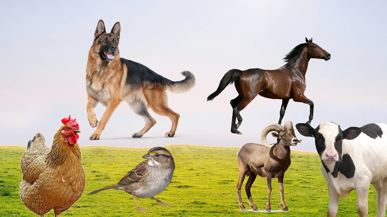 Cute Animal Video with their sounds: Sheep, Dogs, Bees, Horses - YouTube