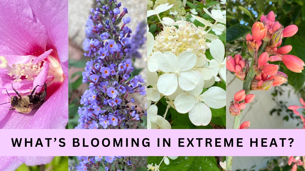 What's Blooming in Extreme Heat: My Mid-July Backyard Garden Tour - YouTube