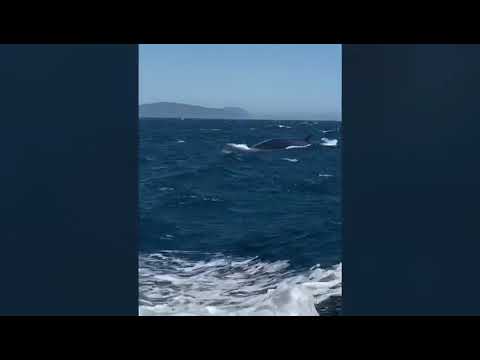 Fishing tuna in the straits of Gibraltar - YouTube