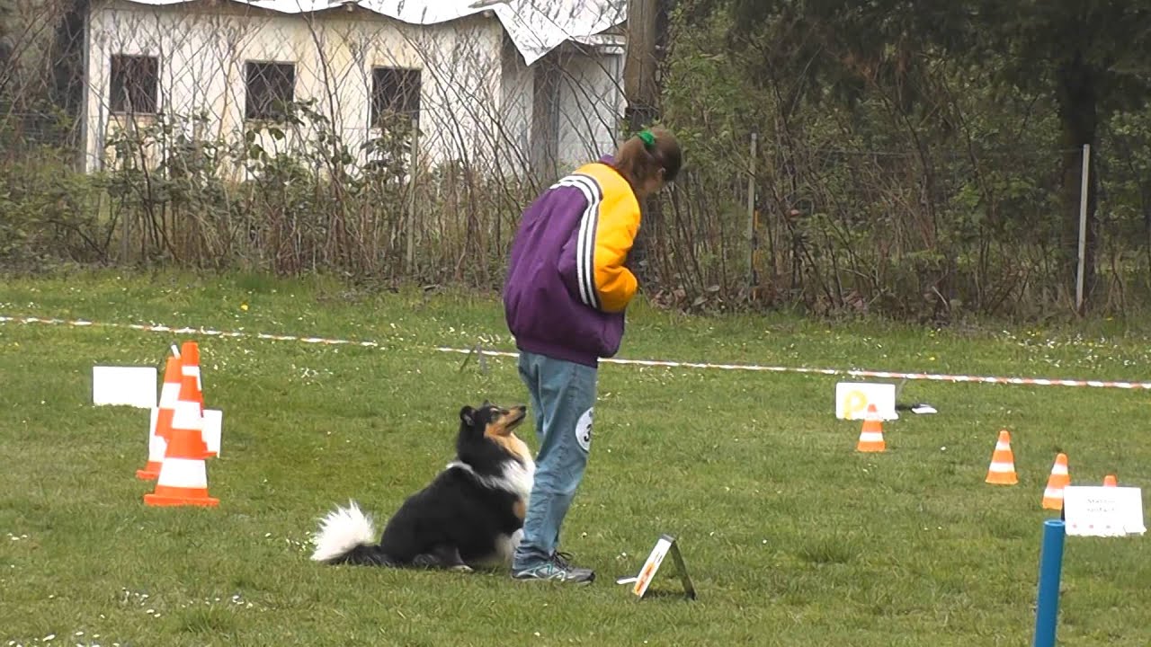 Rally Obedience Prüfung 05.04.2014 Beginner Gizmo - YouTube