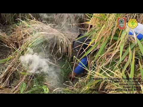 kegiatan pengemposan lobang aktif tikus di poktan al-fallah desa ampukung - YouTube