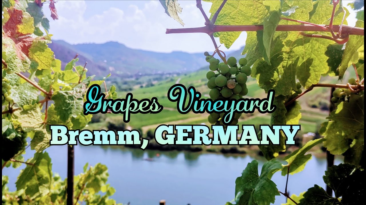 Grapes Vineyard | Bremm, Germany | VLOG149 - YouTube