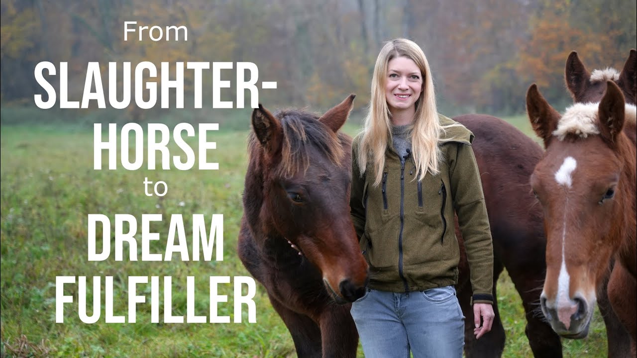 😍May I introduce? From battle horse to dream fulfiller - my new chapter🐎 - YouTube