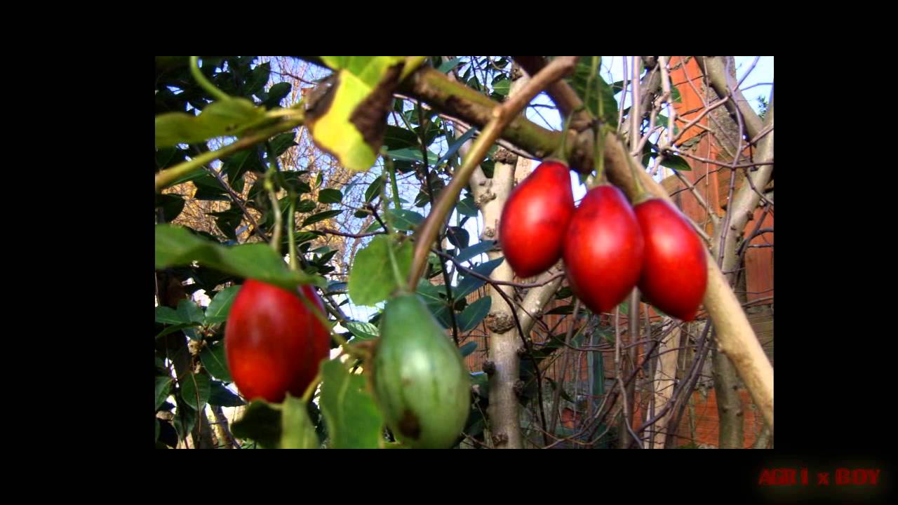 red tamarillo, at Portugal December 2012 - YouTube