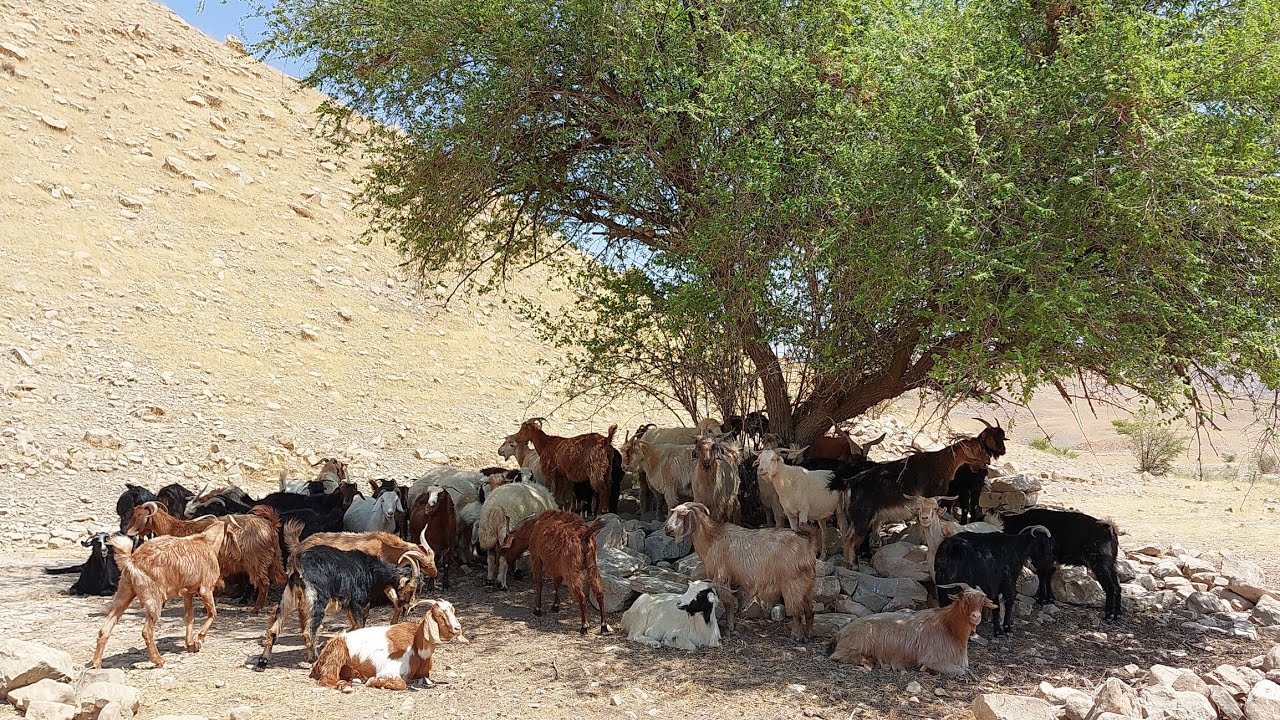 Resting place of sheep and goats in the desert-nomadic life in iran ...