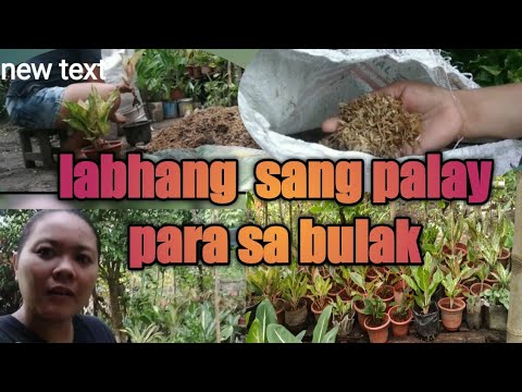 Labhang sang palay P20 per sack - YouTube