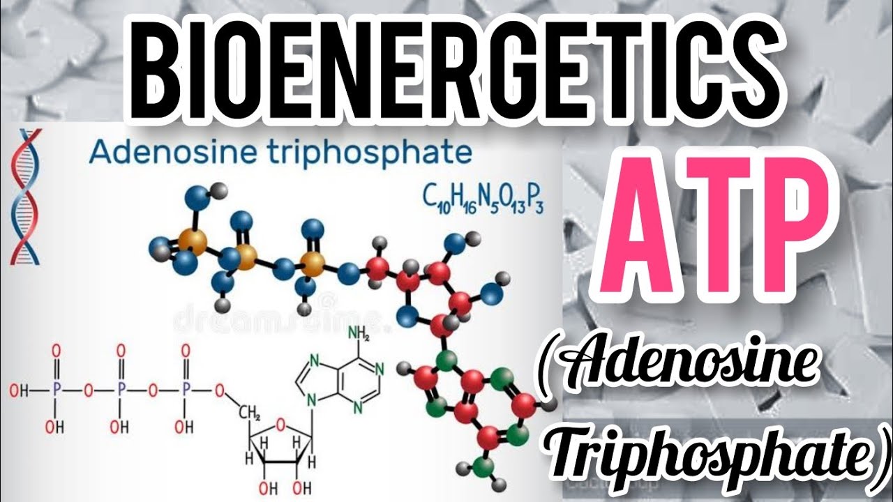 ATP - Bioenergetics |Class 9| Biology |Chapter 7 - YouTube