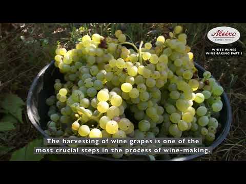 White Wine - Winemaking Part I - YouTube