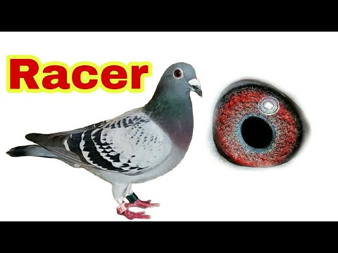 Racer Pigeon Long Distance|Racing pigeon|Pigeons|imported blood line ...