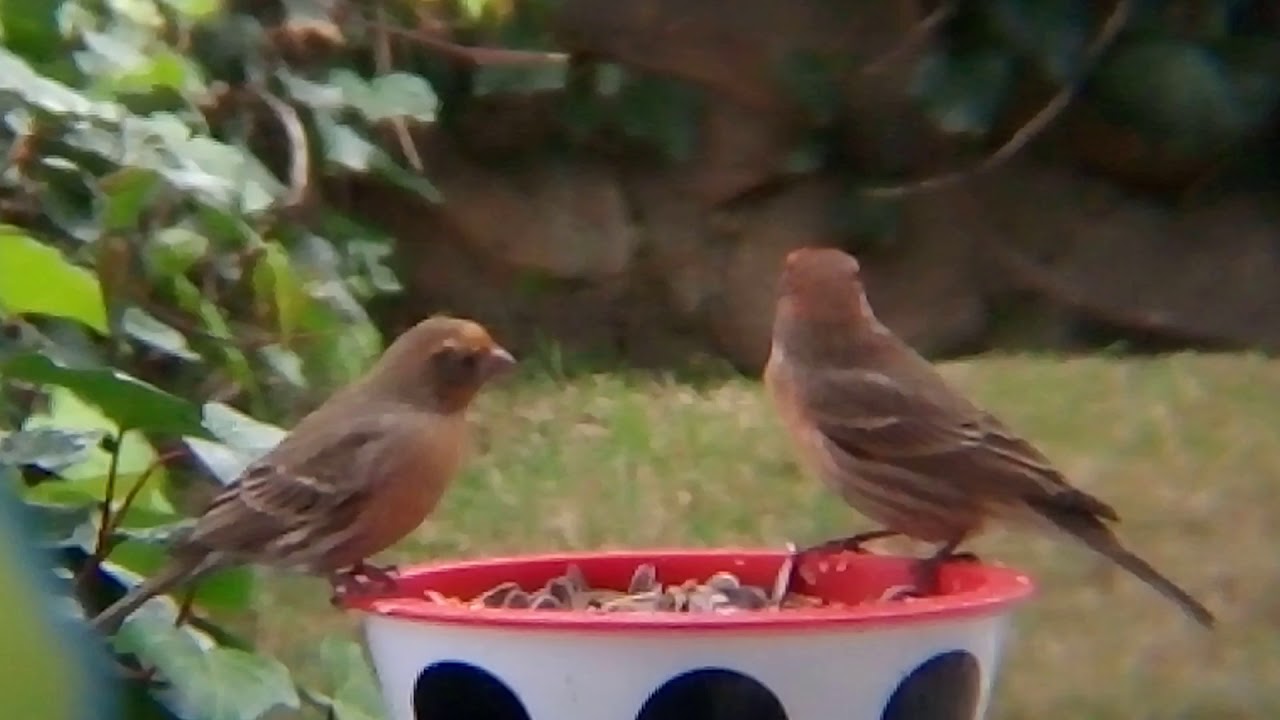 Anthony Stabile and Franky Carbon. - YouTube