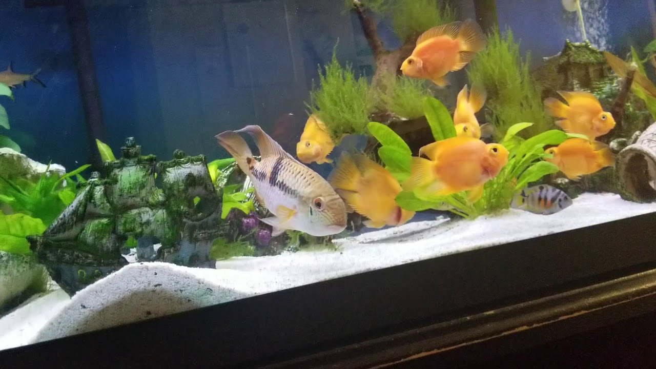 Royal acara fish planted tank - YouTube