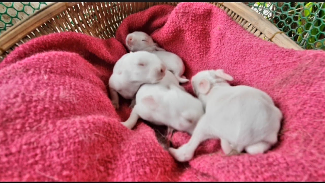 Cute little rabbit born in 5 days - YouTube