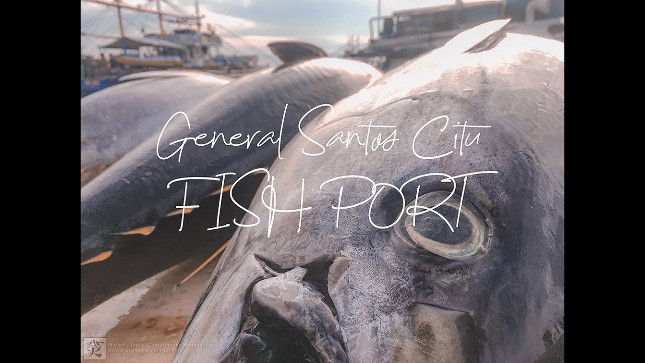 FRESH TUNA FISH AT GENSAN FISH PORT COMPLEX - YouTube