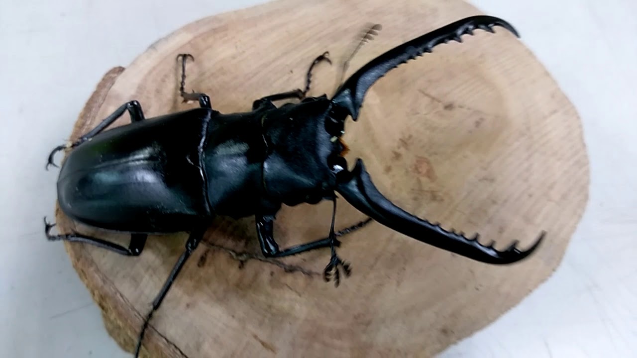 Watch carefully!!!Extremely Rare and Amazing stag beetle antennae !!! 1 ...