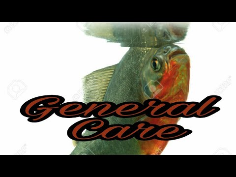 Pacu 101: general care & set 👆 - YouTube