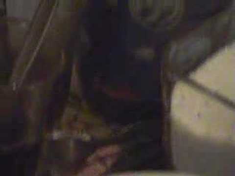 maya ve meryan halam