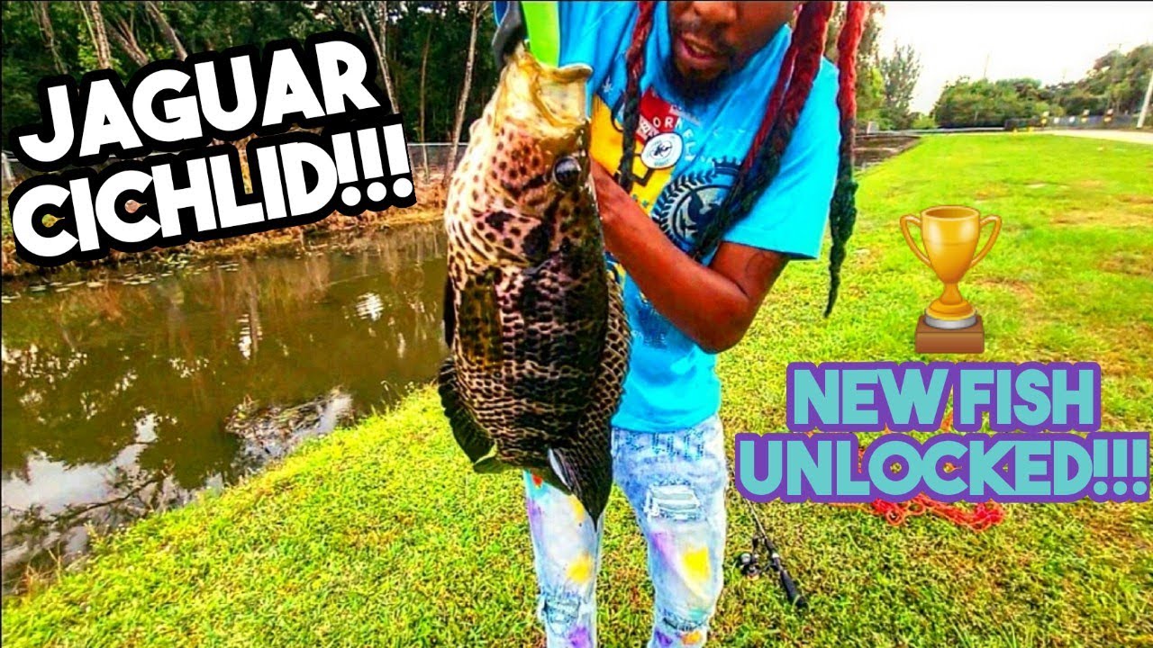 Catching Amazing Agressive Fish!!! (Jaguar Cichlid) - YouTube