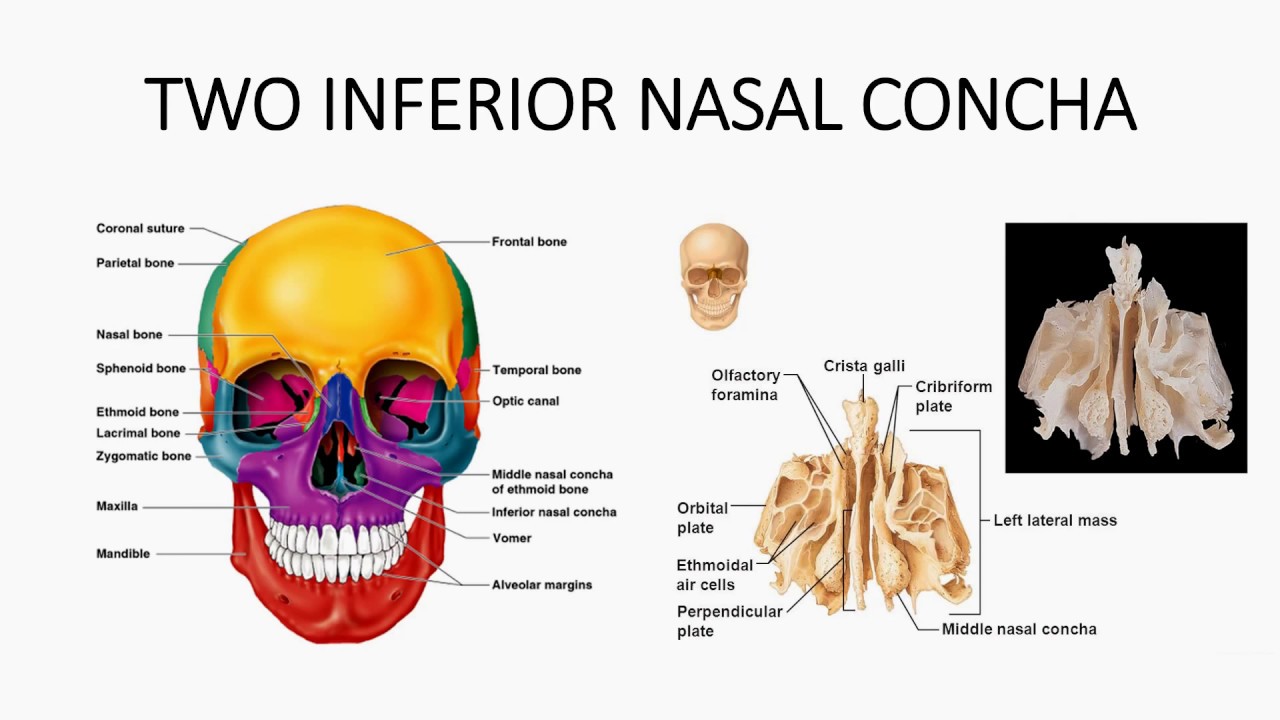 AXIAL SKELETON - ANATOMY PART - 2 - YouTube