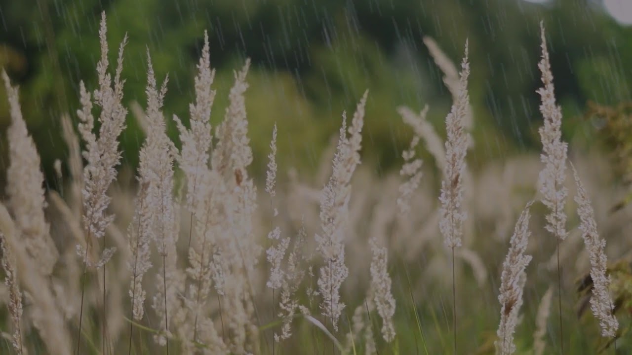 Rain in Field | Raining - YouTube