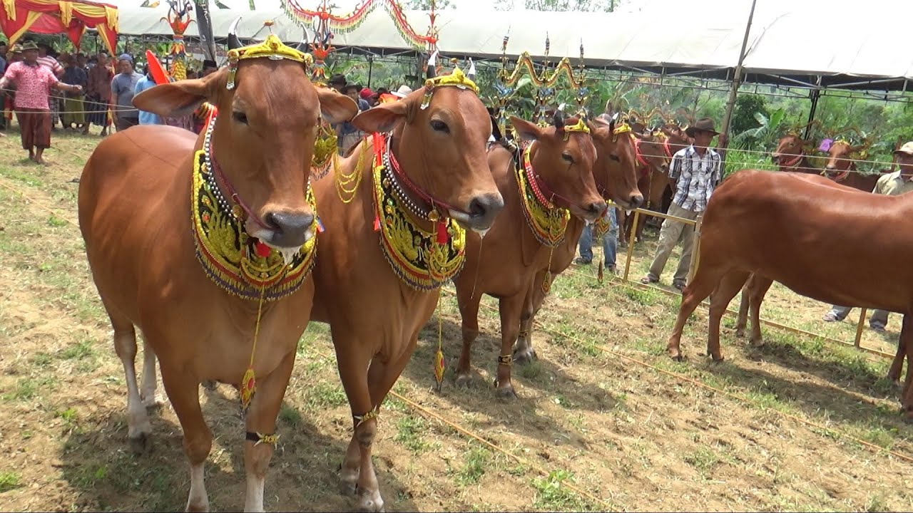Kontes Sapi Sonok / Sapi Cantik Madura Yang Harganya Cukup Mahal. - YouTube