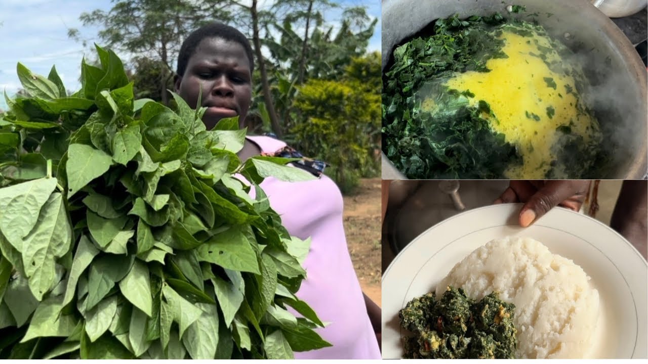 HARVESTED FRESH AFRICAN GREENS BOO (COWPEA PLANT)PREPARED WITH EGGS ...