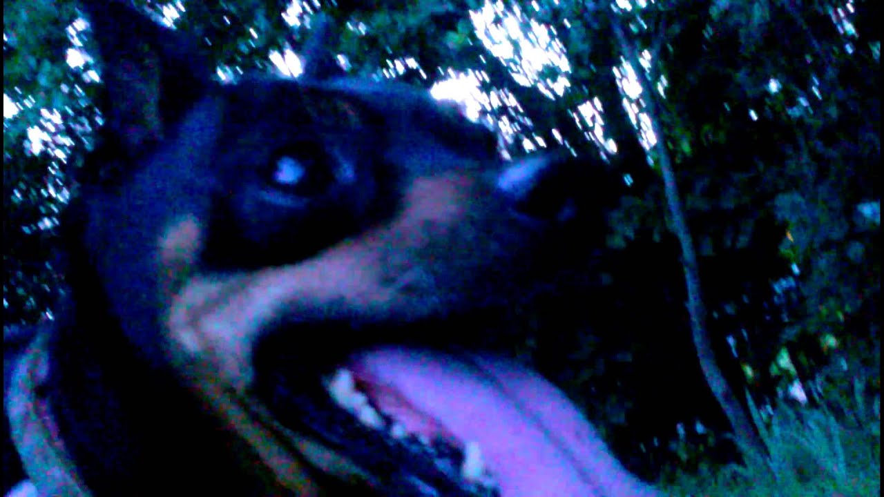 Dog with long tongue - YouTube