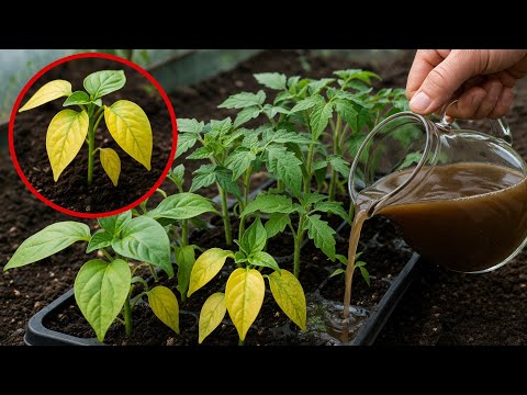 Varför är plantornas blad gula och bleka? Så här återställer du dem!