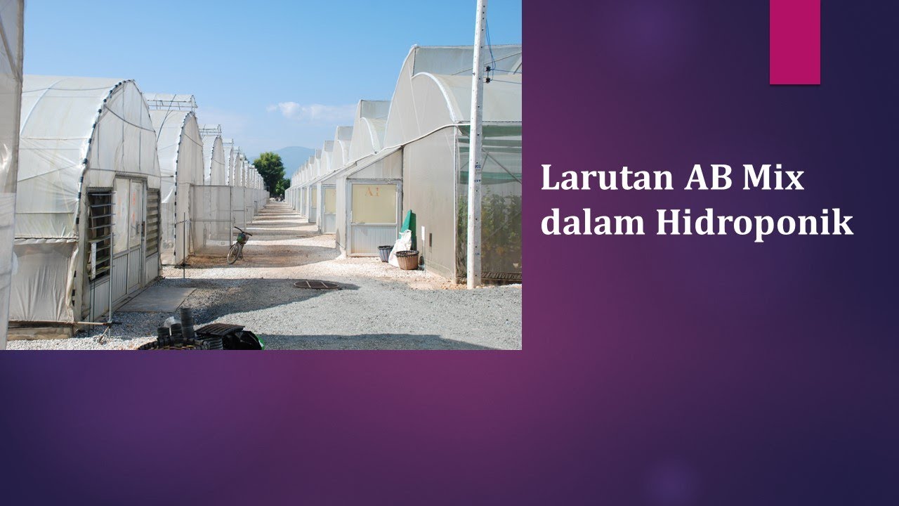 Praktikum Hidroponik | A Larutan AB Mix | Juni 2024 - YouTube