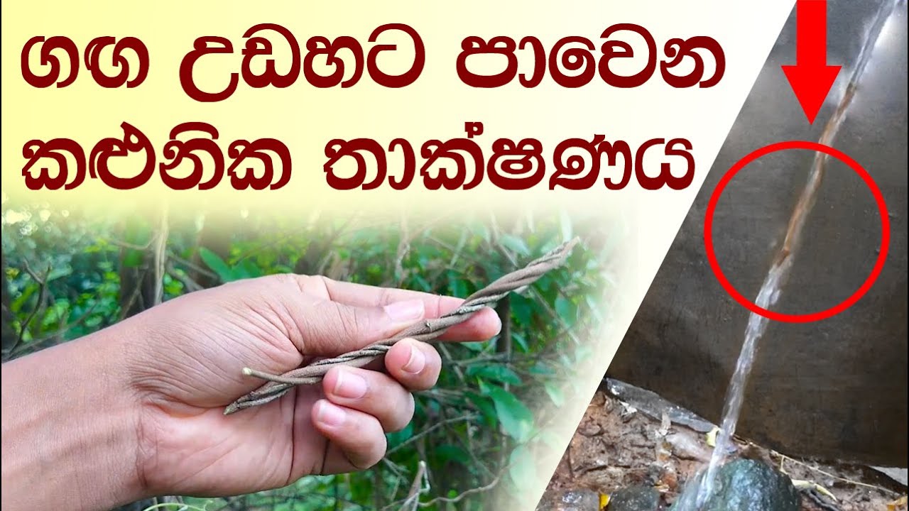 කලුනික සහ සර්.පිලයේ තාක්ෂණය ප්‍රයෝජනයට ගමු | Spiral shape and KALUNIKA ...