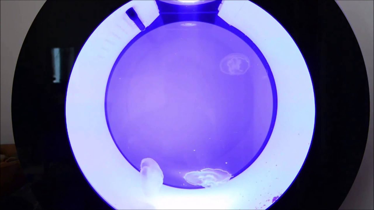 Cubic Orbit 20 Jellyfish Aquarium Close Up - YouTube