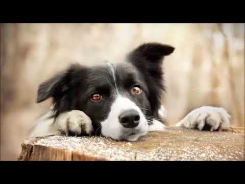 A Dog's Plea for Love - YouTube