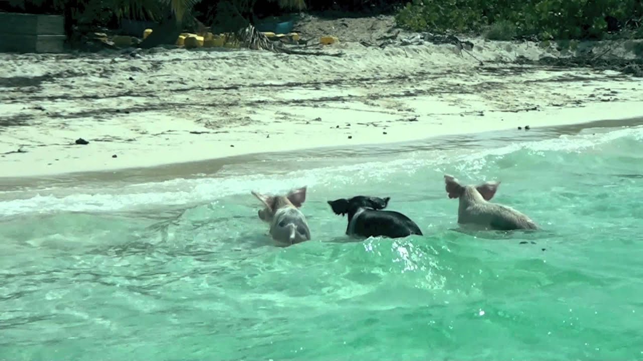 Sandals Emerald Bay in Great Exumas, Bahamas - All Inclusive Bahamas ...