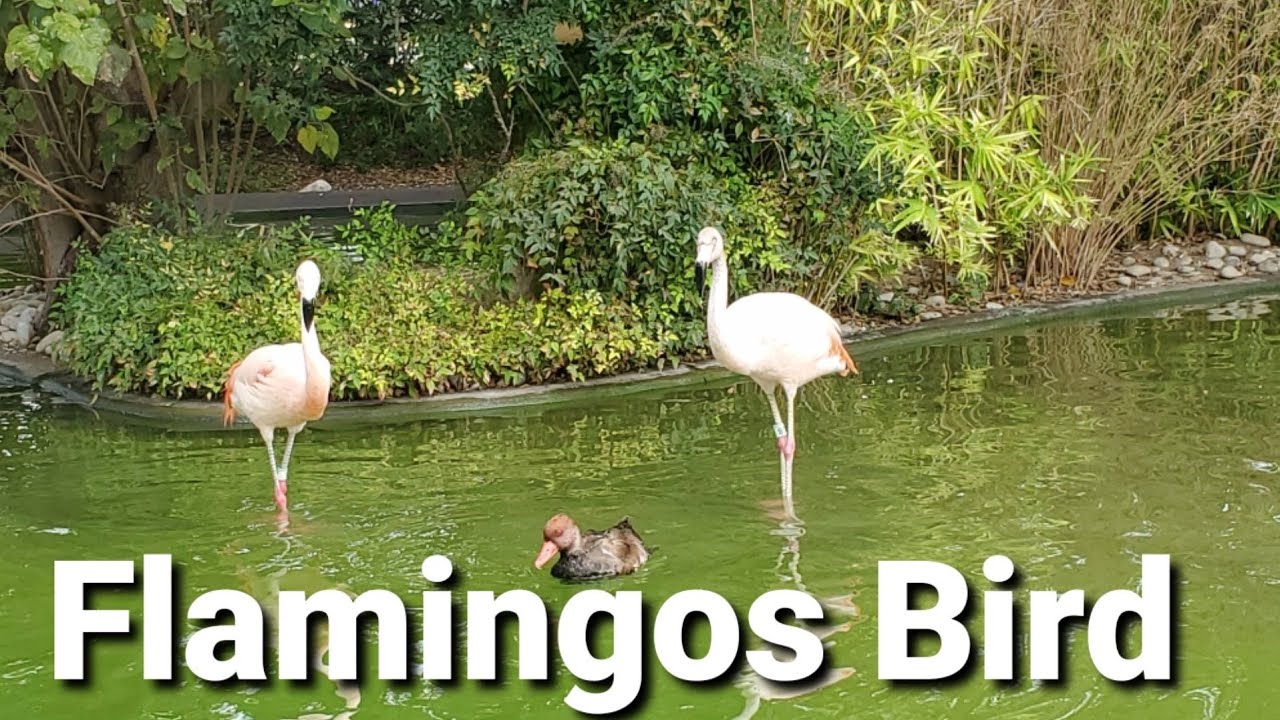 Flamingoes Bird!! Bird Flamingo!! Sounds!! Song!!Awesome Animals ...