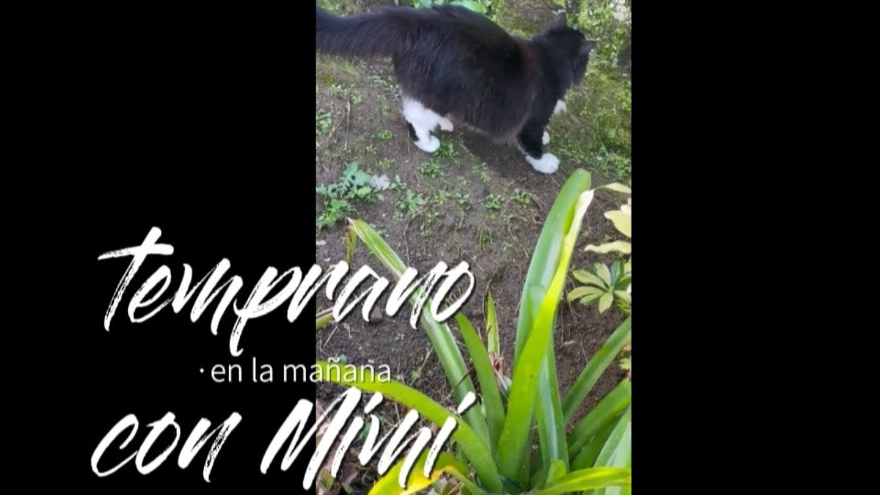 Temprano en la mañana con mi gato #cats #gatos #Videosdegatos #cats_and ...