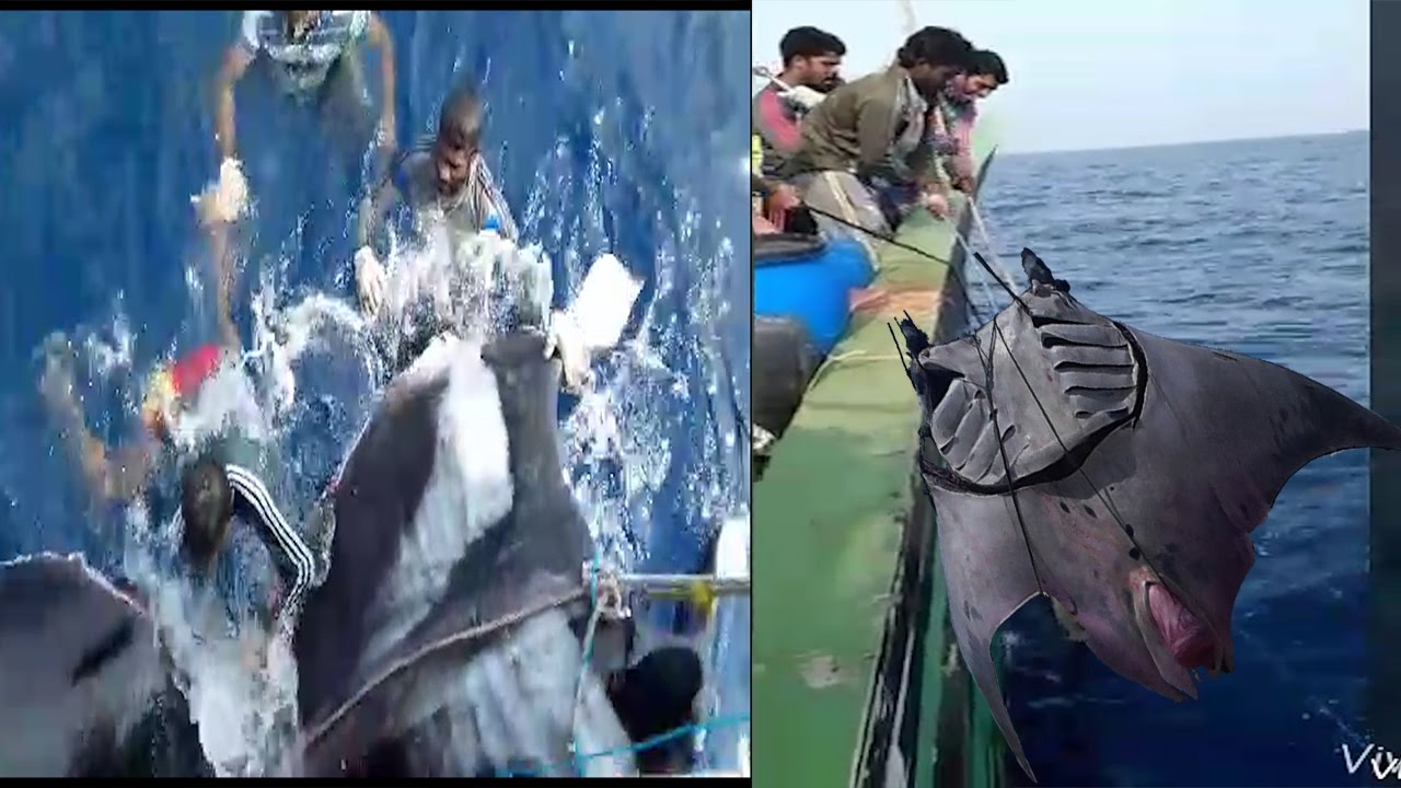 Watch !!!!!!! Monster Manta Ray Caught By Vallavilai Fishermen Off ...