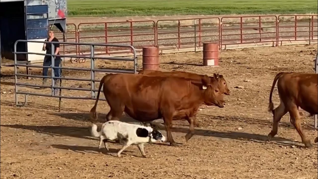 Jack: Improving Flow and Control on Cattle - YouTube