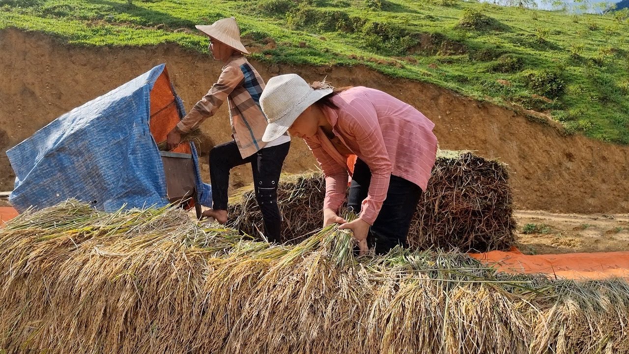 Harvesting wheat _ Using traditional methods to separate the grain ...