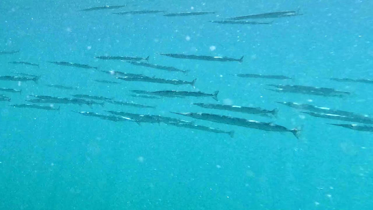 Garfish Belone belone Aguglia intotheblue.it - YouTube